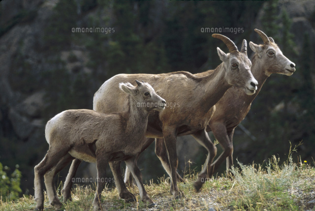 BIGHORN SHEEP， NORTH AMERICA[01543010544]の写真素材・イラスト素材｜アマナイメージズ