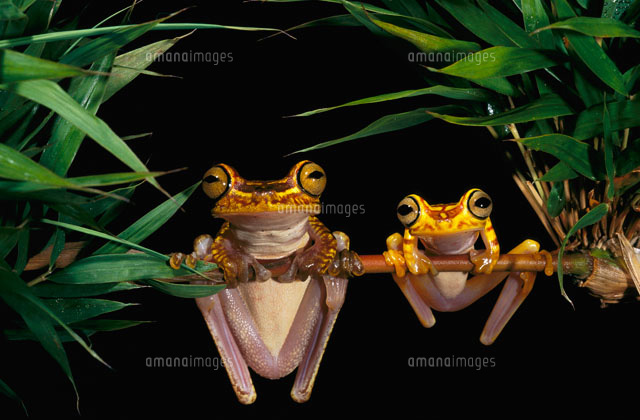 Chachi Tree Frog,Hyla picturata[01543014893]の写真素材・イラスト素材｜アマナイメージズ