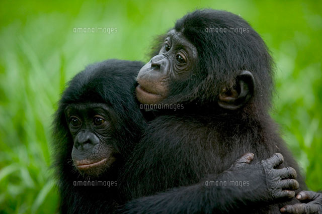 ORPHANED BONOBOS,Pan paniscus[01543015341]の写真素材・イラスト素材｜アマナイメージズ