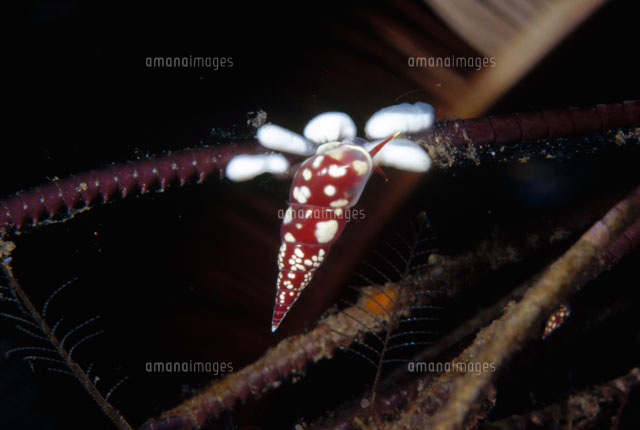 Parasitic Eulimid snail[01543016835]の写真素材・イラスト素材｜アマナイメージズ