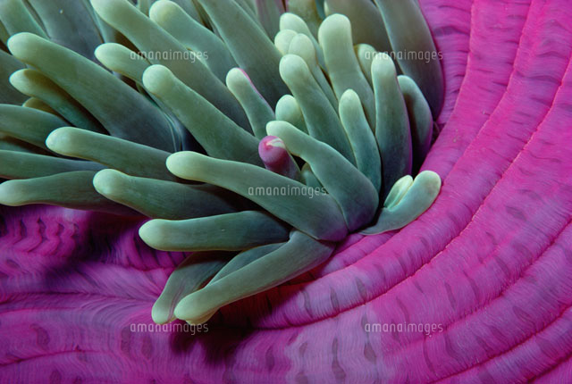 Sea Anemone[01543017181]の写真素材・イラスト素材｜アマナイメージズ