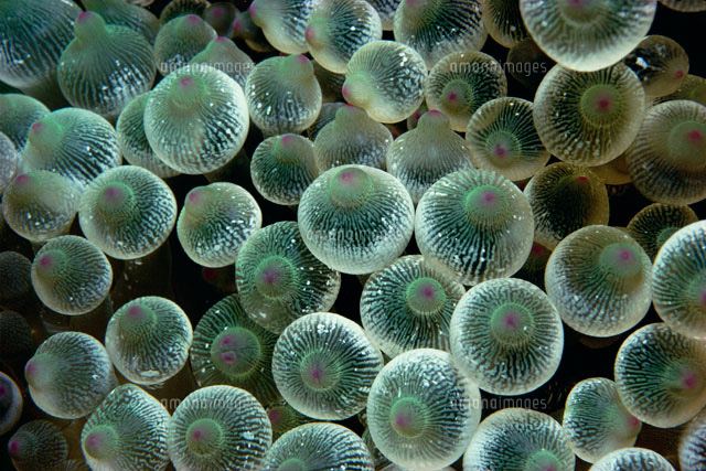 Bubble Tip Anemone[01543017187]の写真素材・イラスト素材｜アマナイメージズ