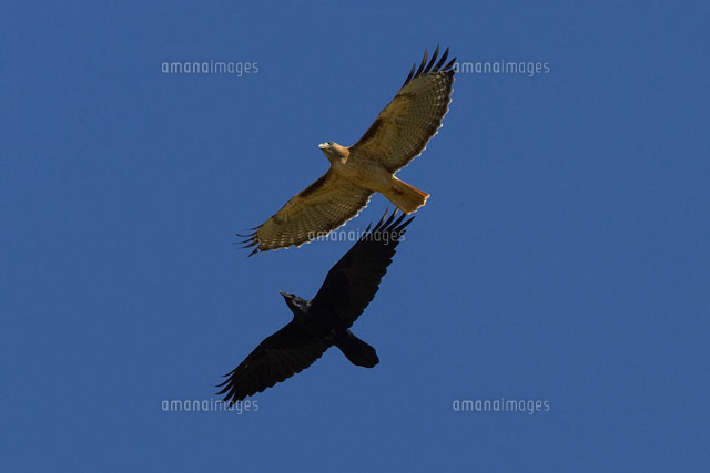 Red-tailed Hawk and Common Raven[01543017376]の写真素材・イラスト素材｜アマナイメージズ