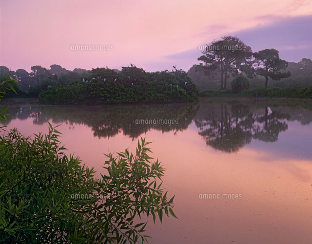 Venice Rookery[01543017659]の写真素材・イラスト素材｜アマナイメージズ