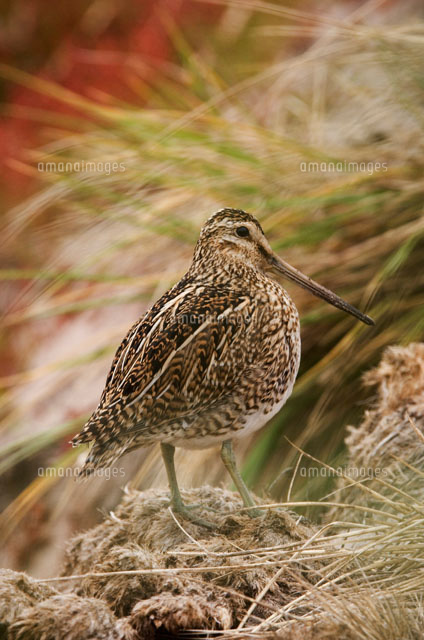 Magellanic Snipe portrait[01543017681]の写真素材・イラスト素材｜アマナイメージズ