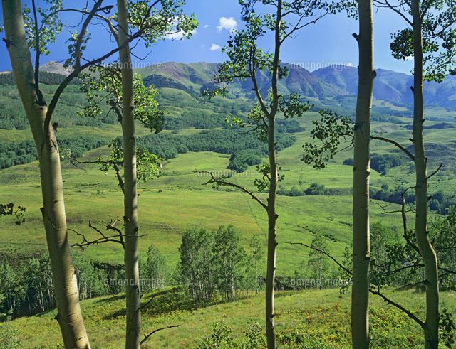 Spring hillsides and forest[01543018280]の写真素材・イラスト素材｜アマナイメージズ