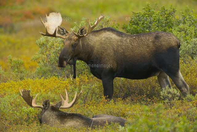 Moose (Alces americanus) bulls on fall tundra，Denali Nation[01543020076 ...