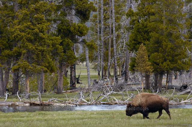 American Bison (Bison bison) male grazing、 Yellowstone Nati[01543020822 ...