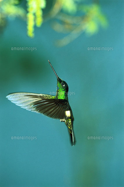 Buff-winged Starfrontlet (Coeligena lutetiae) hummingbird fl ...