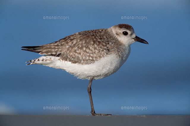 Sanderling (Calidris alba) non-breeding bird resting on one[01543023153 ...