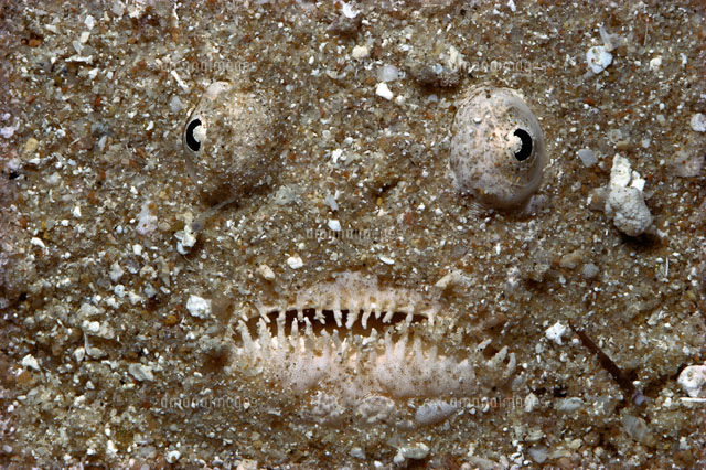 Stargazer (Uranoscopus sp) hiding in sand，flaps of tissue t[01543024664 ...