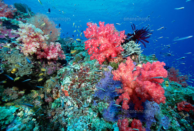 Soft Coral (Dendronephthya sp) and reef fish 50 feet deep，S[01543024685 ...