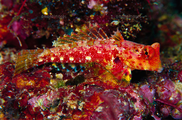 Mandarinfish (Synchiropus moyeri) male 40 feet deep，Solomon[01543024710 ...