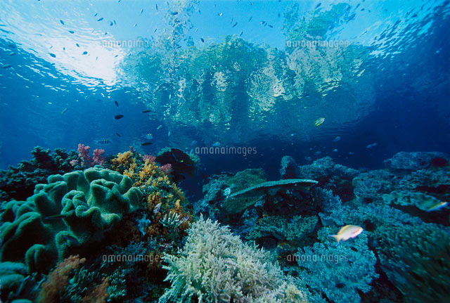 Coral reef with stony and soft corals and island rising thro ...