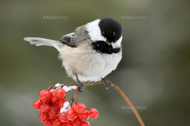 Black-capped Chichadee (Parus atricapillus) perching on snow ...