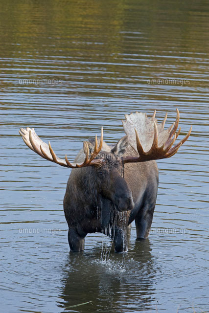 Moose (Alces americanus) bull feeding，central Alaska[01543025157]の写真素材 ...