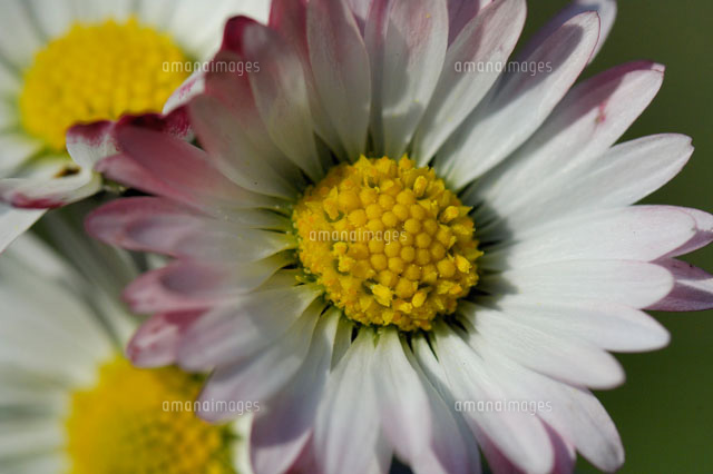 Common Daisy (Bellis perennis) flowers，Netherlands[01543029178]の写真素材 ...