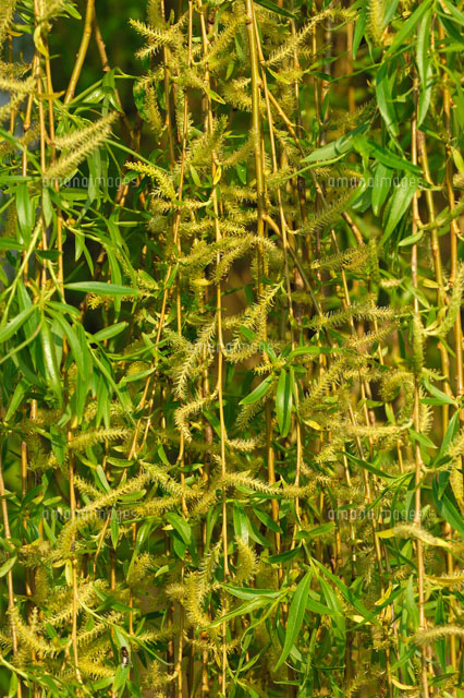 Weeping Willow (Salix sepulcralis) leaves and catkins，Nethe[01543029265 ...
