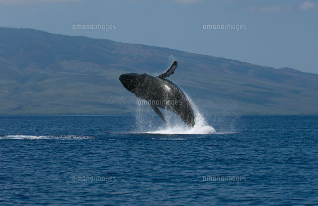 Humpback Whale (Megaptera novaeangliae) breaching，Maui，Haw[01543029347 ...