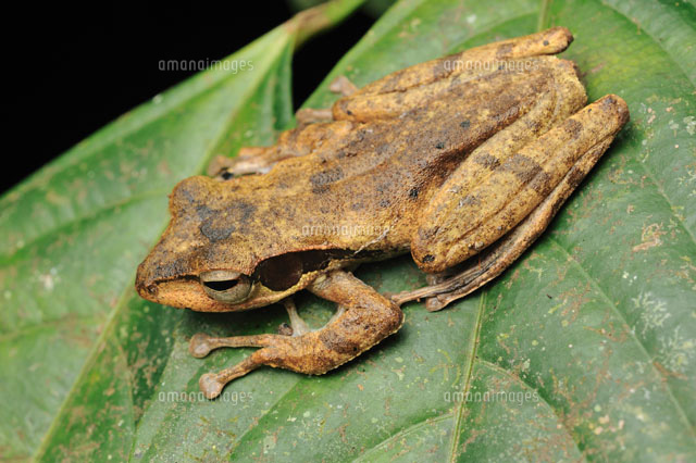 Dark-eared Tree Frog (Polypedates macrotis)，Danum Valley Co[01543030173 ...