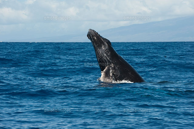 Humpback Whale (Megaptera novaeangliae) breaching，Maui，Haw[01543030340 ...