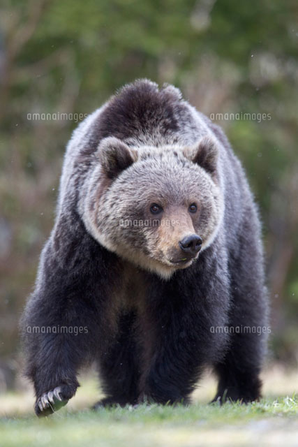 Grizzly Bear (Ursus arctos horribilis) young male walking，w[01543030746]の写真素材・イラスト素材｜アマナイメージズ