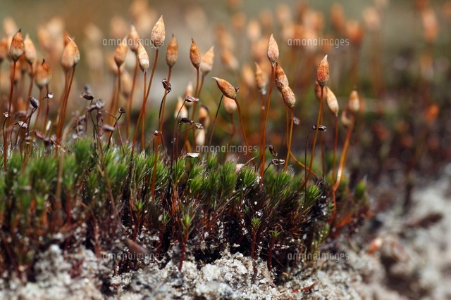 Polytrichum Moss (Polytrichum piliferum) sporophytes, Overij ...