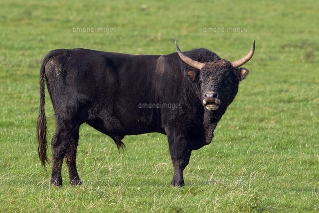 Domestic Cattle (Bos taurus) bull calling, Flevoland, Nether ...