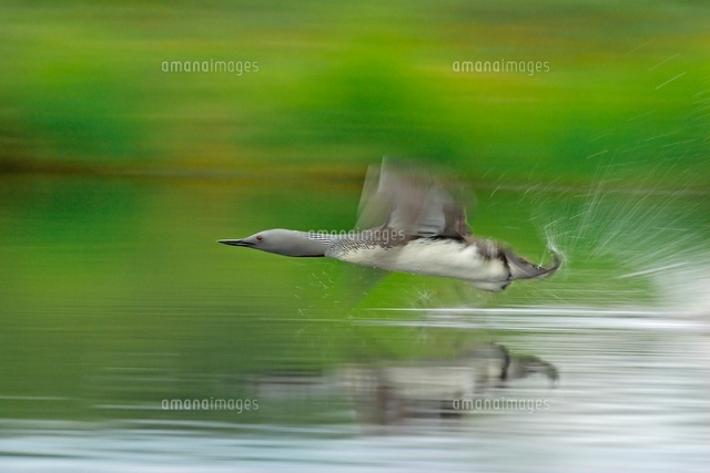 Red-throated Loon (Gavia stellata) taking off from the water ...