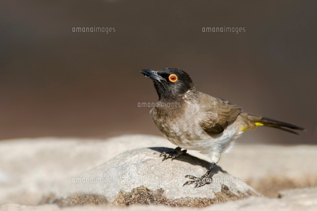 Black-fronted Bulbul (Pycnonotus nigricans), Khama Rhino San ...