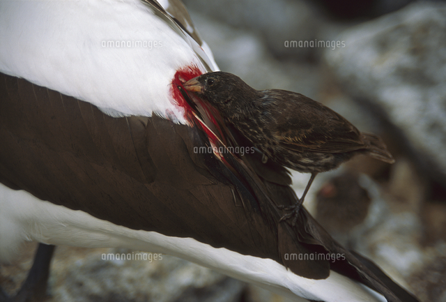 Sharp-beaked Ground-Finch (Geospiza difficilis)[01543038958]の写真素材・イラスト ...