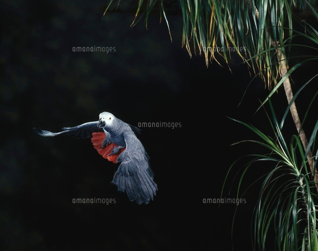 African Grey Parrot (Psittacus erithacus) flying[01543040861]の写真素材・イラスト ...