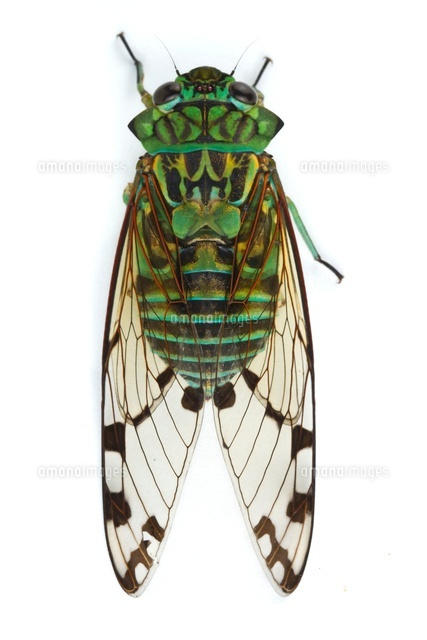 Emerald Cicada (Zamara smaragdina), Barbilla National Park,[01543041258 ...
