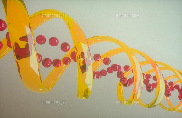 Computer model of DNA[01808011142]の写真素材・イラスト素材｜アマナイメージズ