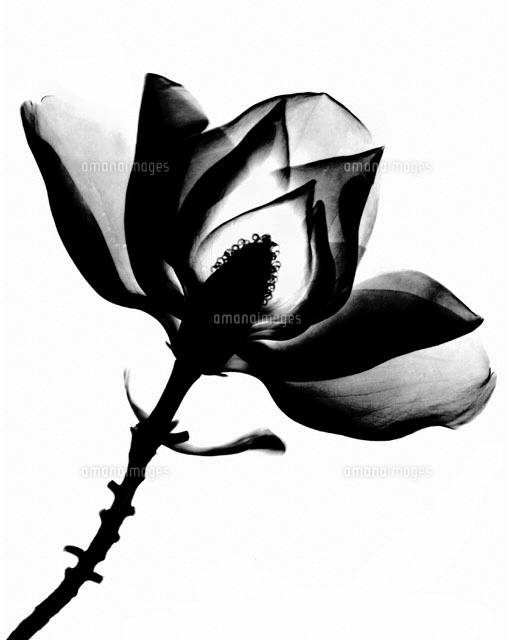 X-ray of a magnolia[01808013035]の写真素材・イラスト素材｜アマナイメージズ