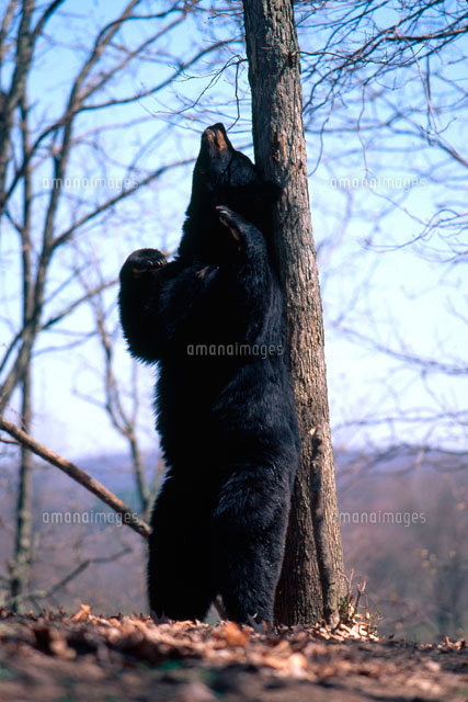 Black Bear[01808019444]の写真素材・イラスト素材｜アマナイメージズ