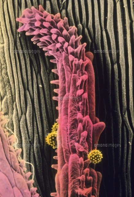 Daisy Stigma[01808026594]の写真素材・イラスト素材｜アマナイメージズ