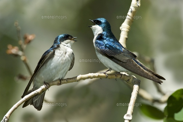 Tree Swallows Singing[01808028899]の写真素材・イラスト素材｜アマナイメージズ