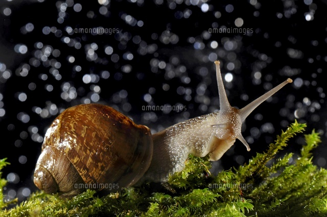 Goat snail in the rain[01808029215]の写真素材・イラスト素材｜アマナイメージズ