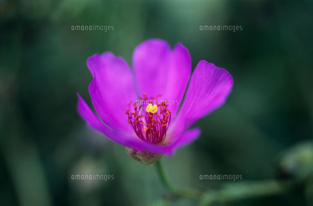 Red maid flower (Calandrinia ciliata)[01809014072]の写真素材・イラスト素材｜アマナイメージズ