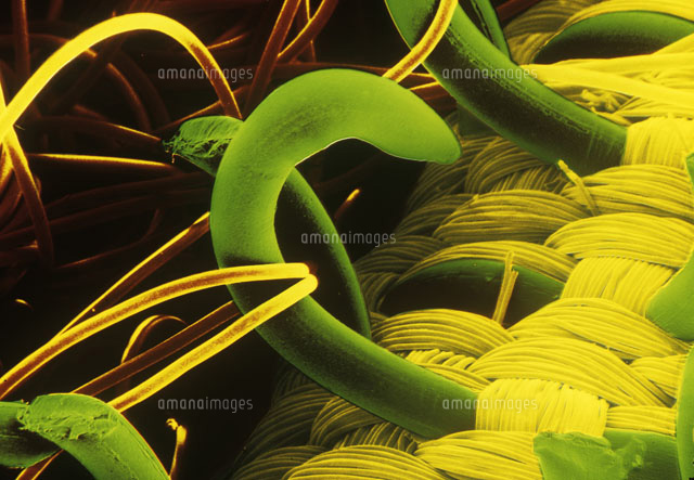 F/colour SEM of velcro[01809020218]の写真素材・イラスト素材｜アマナイメージズ