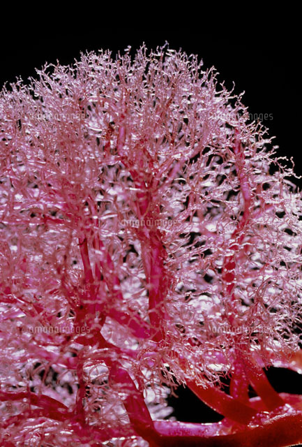 Macro of detail from kidney resin cast[01809022403]の写真素材・イラスト素材｜アマナイメージズ