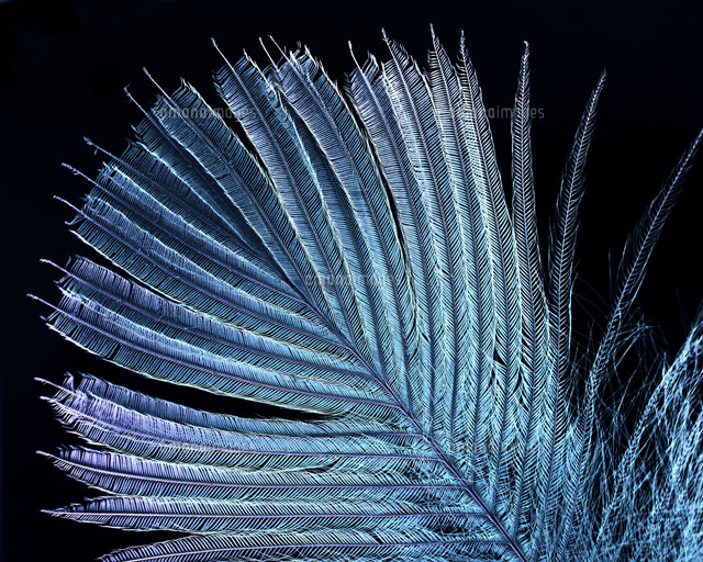 Hummingbird feather，SEM[01809022855]の写真素材・イラスト素材｜アマナイメージズ
