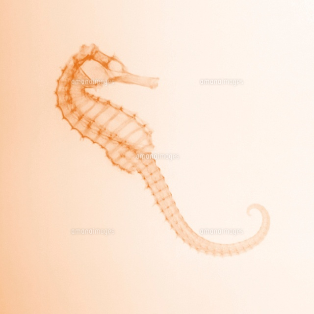Seahorse, X-ray[01809028244]の写真素材・イラスト素材｜アマナイメージズ