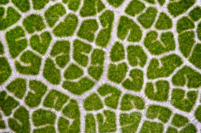 American oak leaf, light micrograph[01809028580]の写真素材・イラスト素材｜アマナイメージズ
