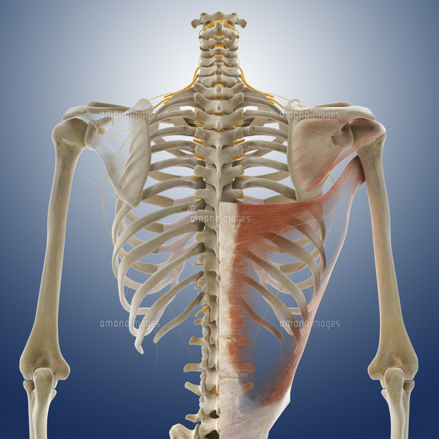 Back muscles, artwork[01809030701]の写真素材・イラスト素材｜アマナイメージズ