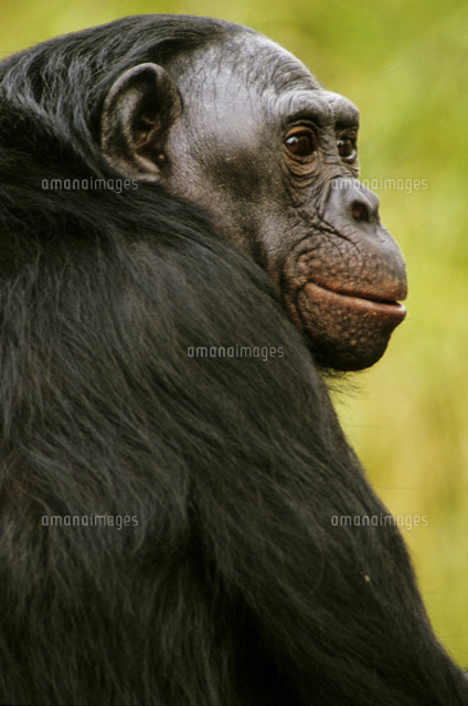 Adult male bonobo， Pan paniscus[02314000243]の写真素材・イラスト素材｜アマナイメージズ