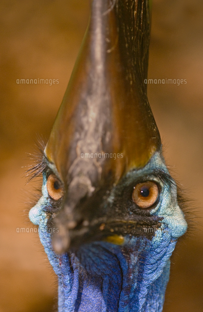 Cassowary, Casuarius sp, Casuarius, Queensland, Australia[02314005581]の ...