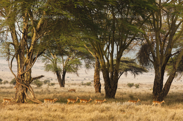 Impalas, Aepyceros melampus, among fever trees, Acacia xanth ...