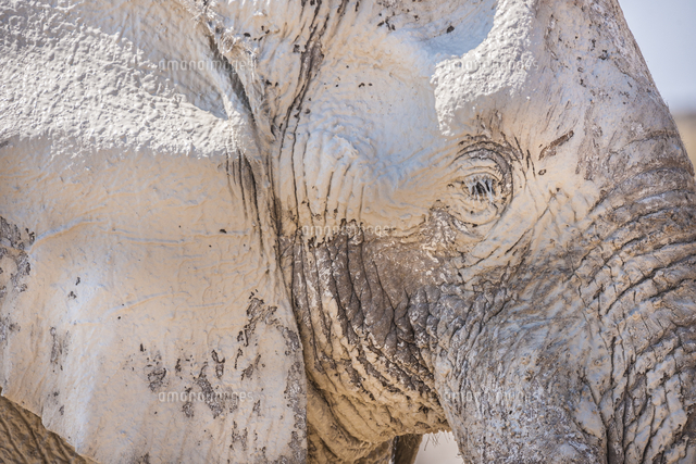 African elephant covered in white clay after mudbath, Loxodo ...